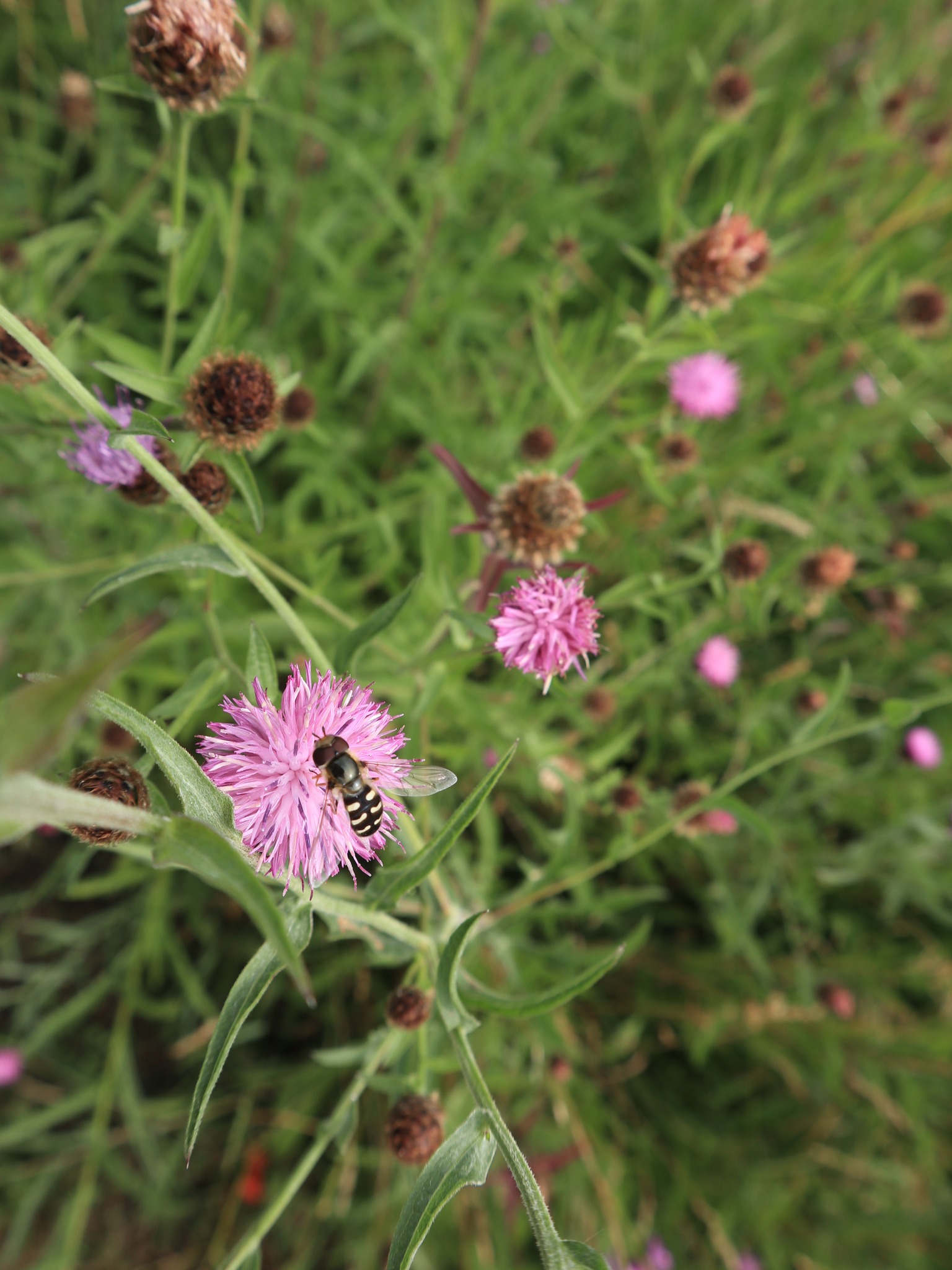 Lasne ville fleurie - Wallonie en Fleurs