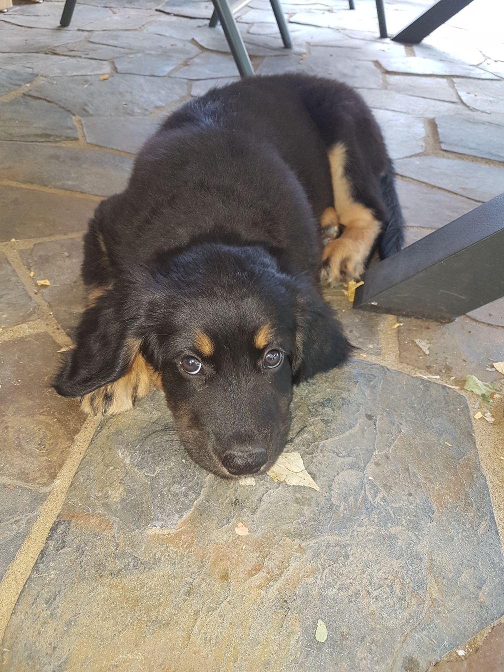 meine Hunde - lueniss Webseite!