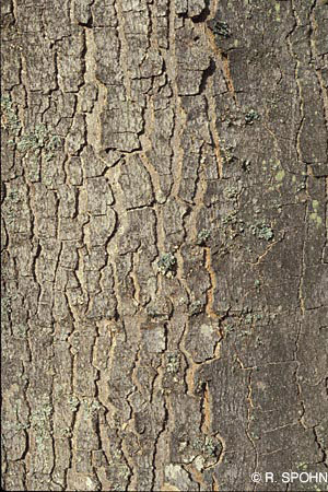 Bergahorn - 1516s1abs Webseite!