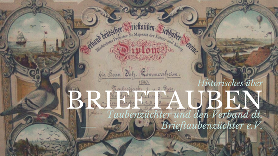 Brieftaube - Geschichte der Brieftaube - Historie der Brieftaube