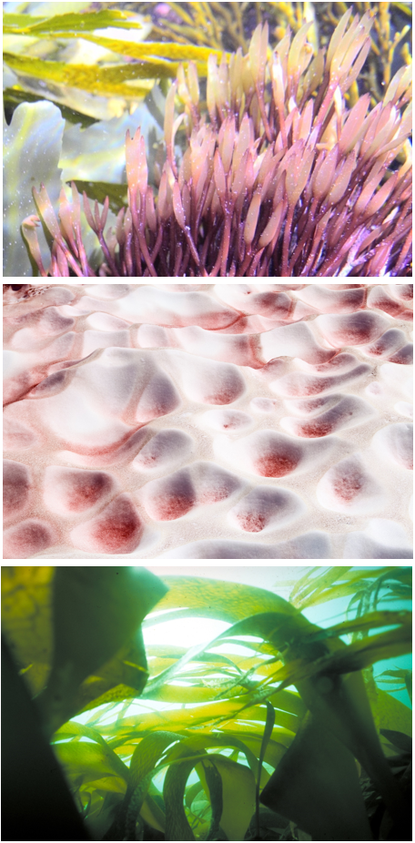 Our Sea Silt Extract - lamarins Webseite!