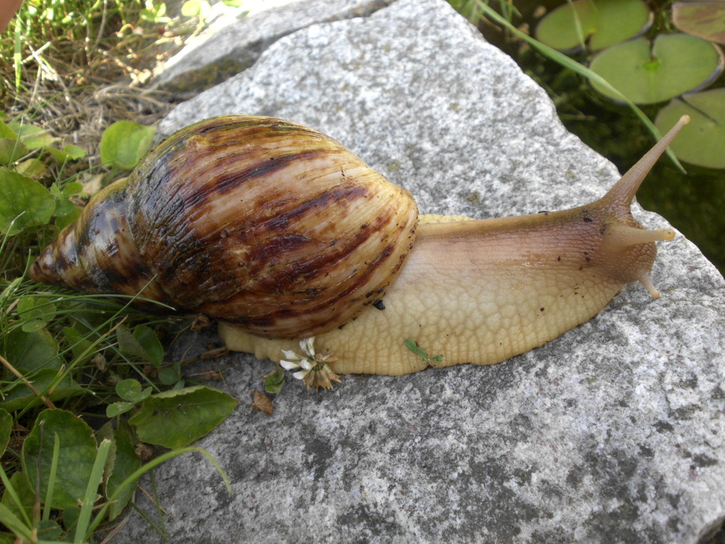 Achatina reticulata (wildfarbene&albino) - Achatschnecken vom Wienerwald