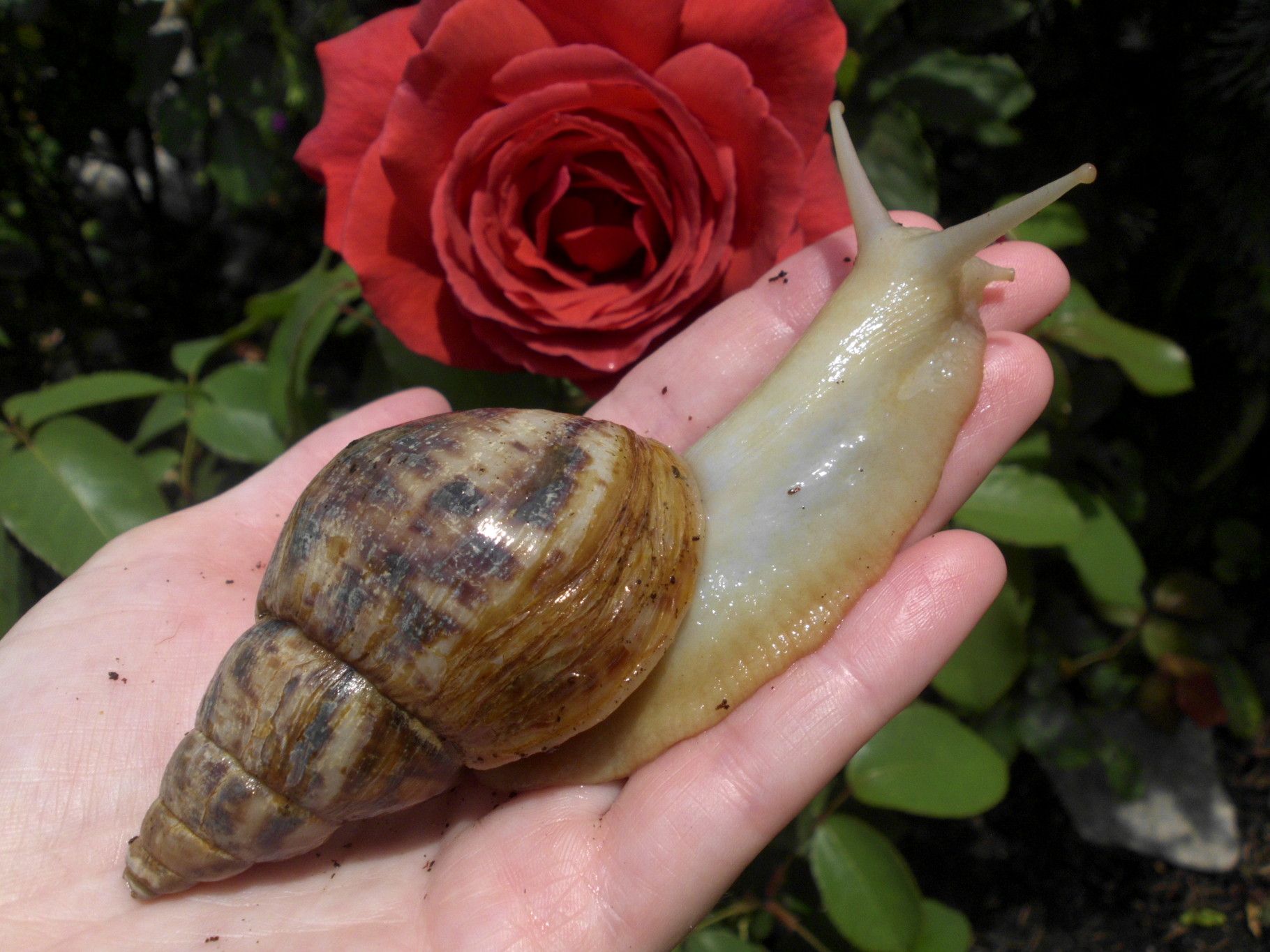 Achatina reticulata (wildfarbene&albino) - Achatschnecken vom Wienerwald