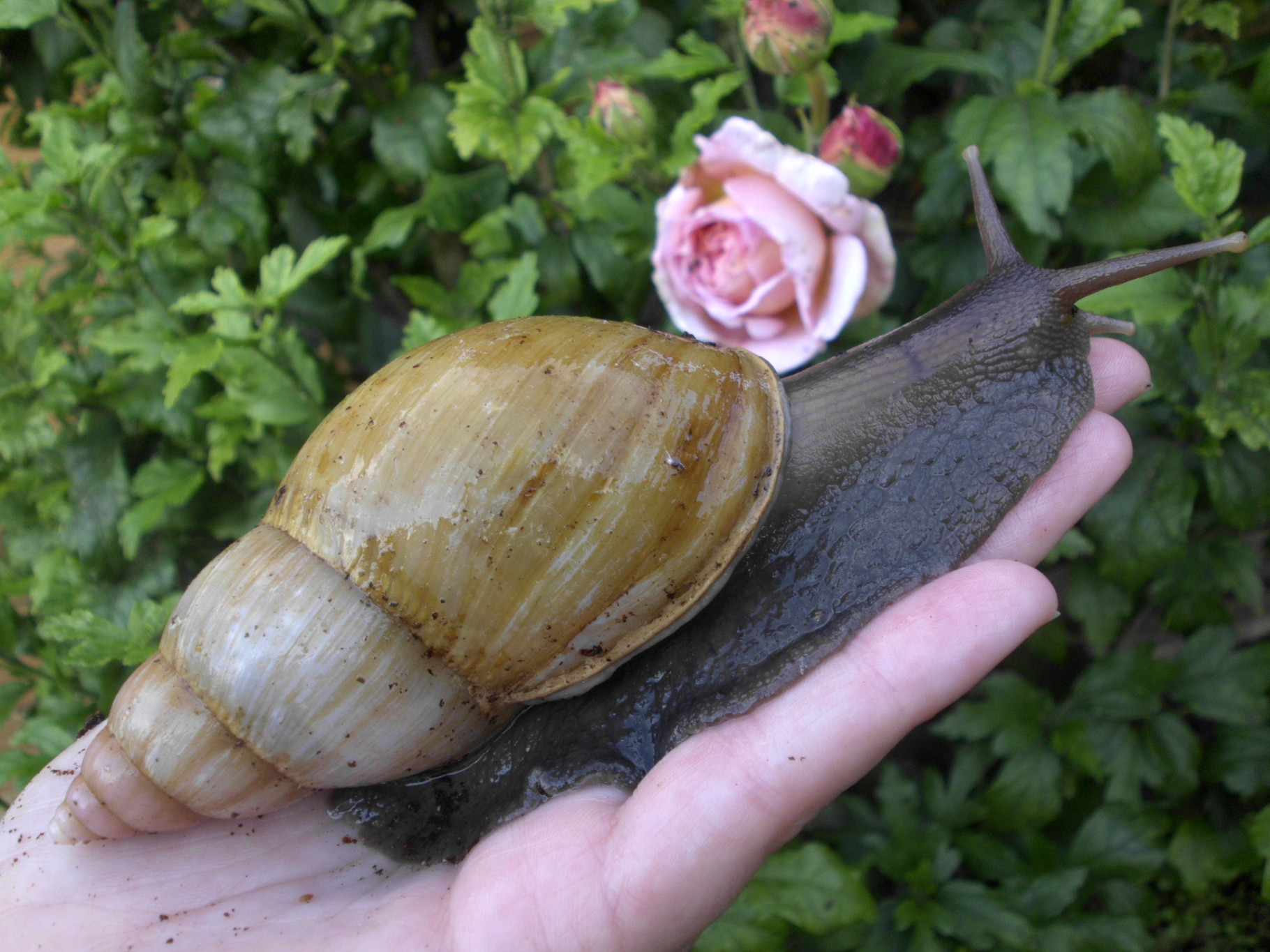 Achatina fulica var hamilei f rodatzii - Achatschnecken vom Wienerwald