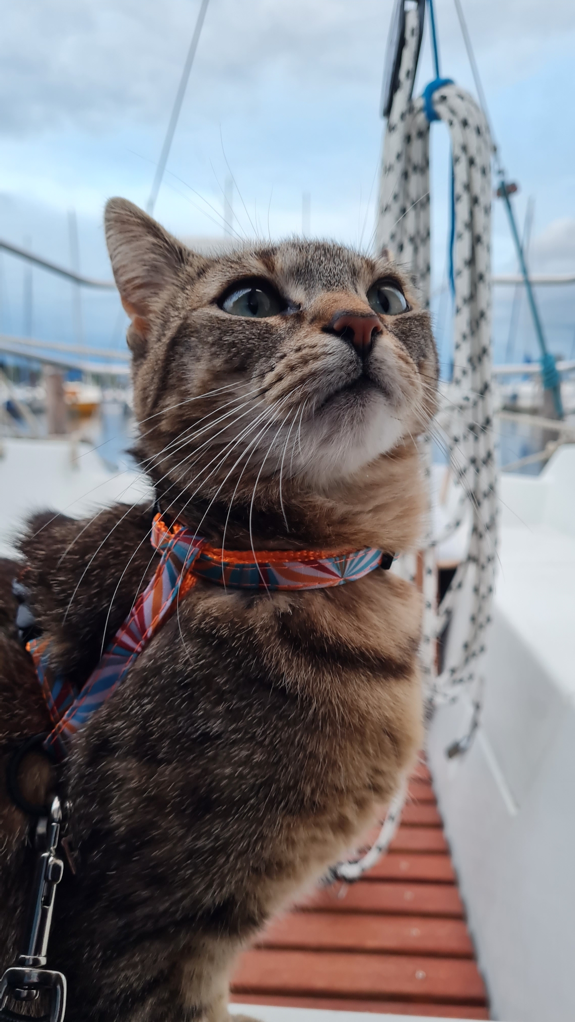 Segelkatze Fibi: Der zweite Sommer an Bord - Katzenblog Meine Katzenmädchen