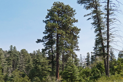 A few New Mexico trees and shrubs - dogofthedesert