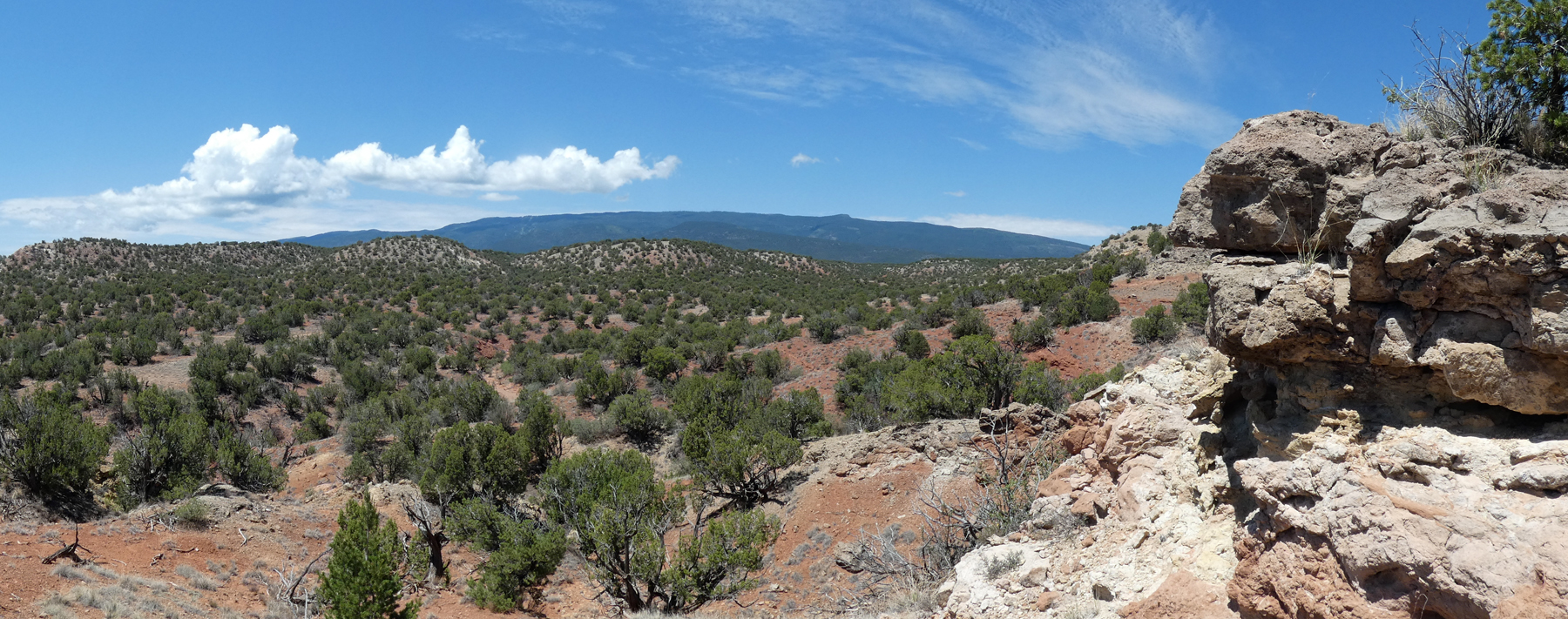 Golden Open Space in the East Mountains - dogofthedesert