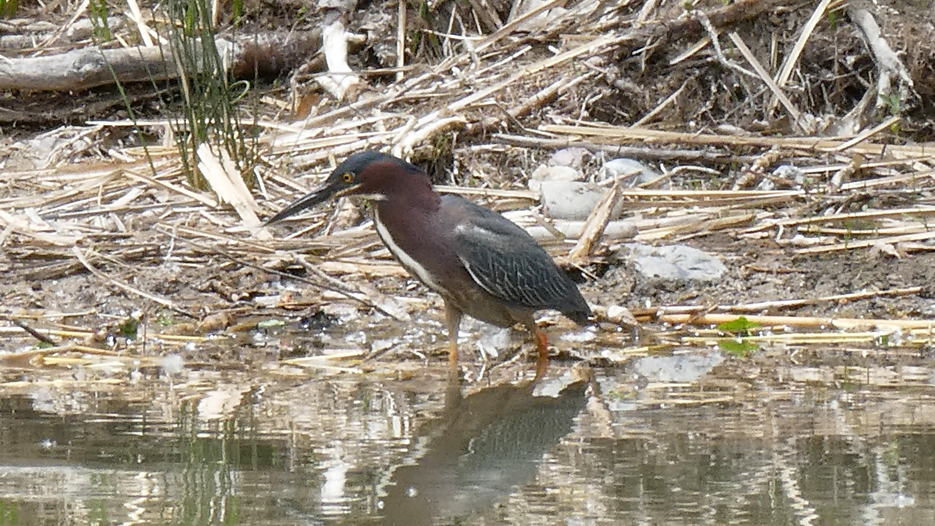 Green Heron Neck Gif