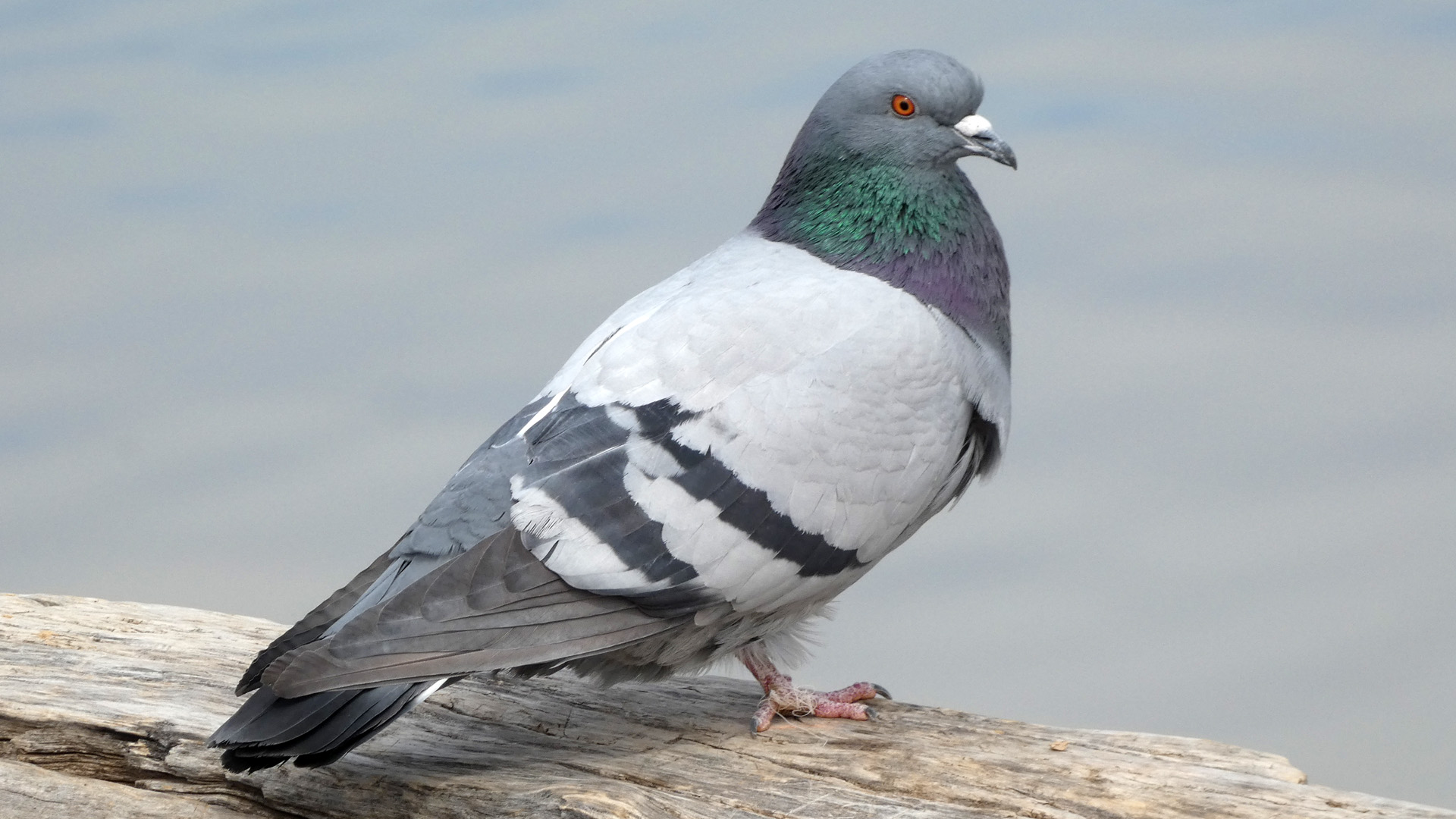 Columbiformes (Doves) - dogofthedesert
