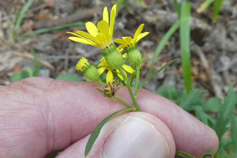 Yellow to orange flowers of the Aster Family - dogofthedesert