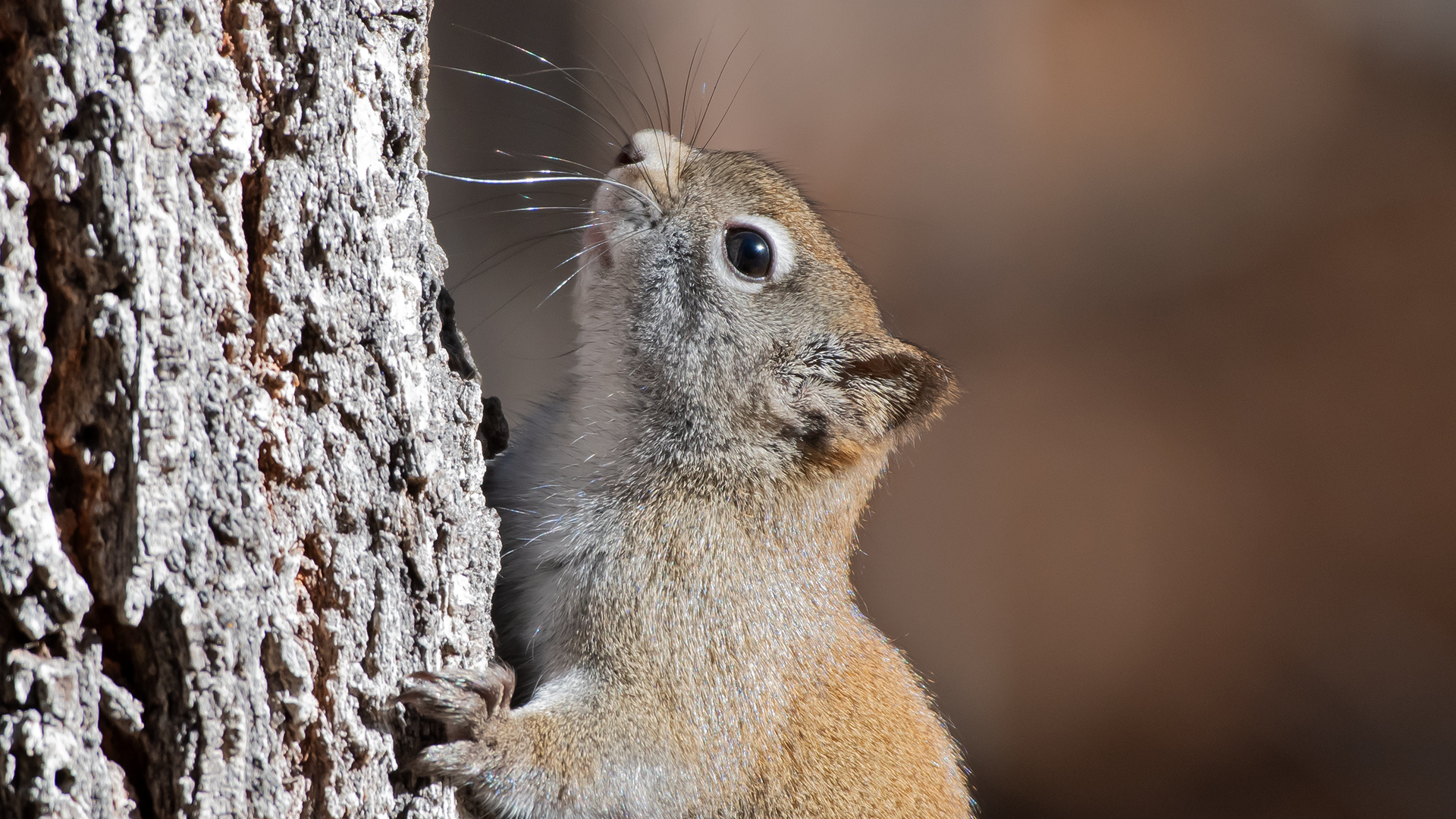 mexican ground squirrel range