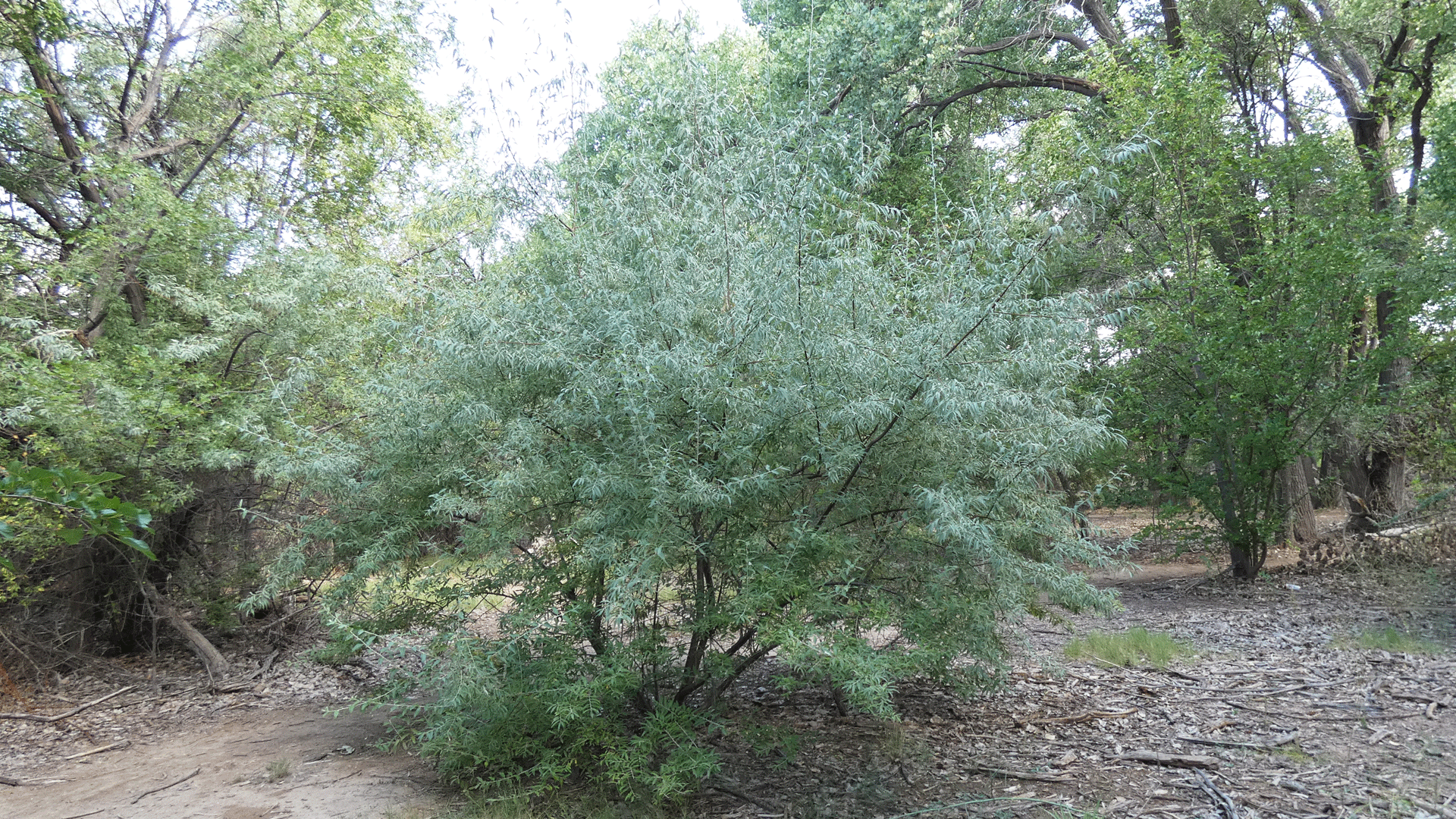 Are Russian Olives Poisonous To Dogs