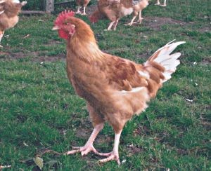 Poulets bio - La Ferme de Grohan