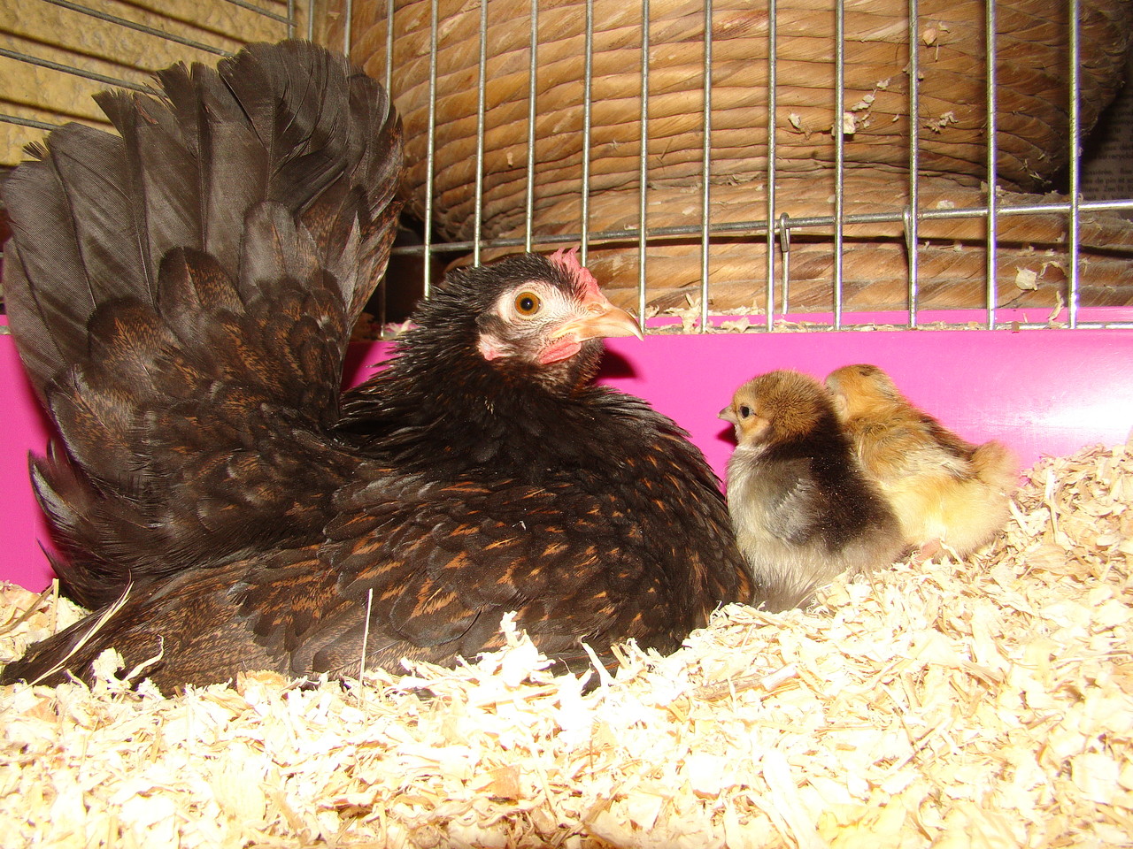 Deux petits serama - Poules-Mania le site
