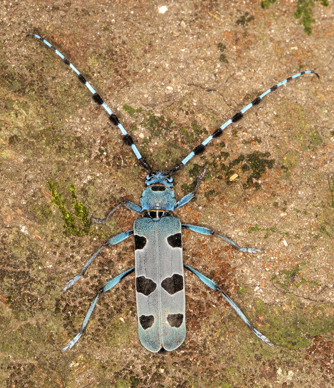 INSETTI INTERESSANTI E COLORATI... - Benvenuti a Braccano!!!