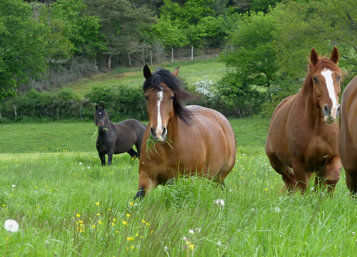 La ferme du champ rouge - Ferme pédagogique