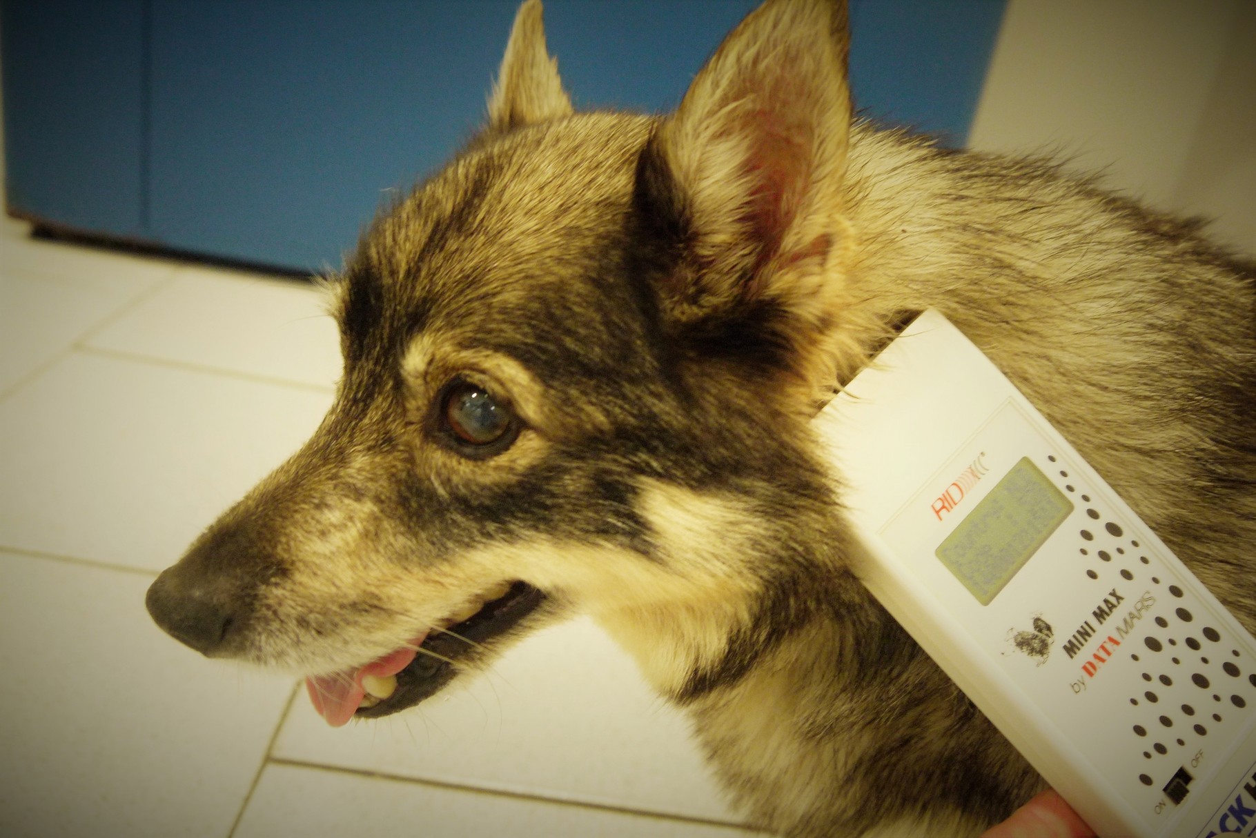 Chippen - De website van dierenkliniekduinpark!