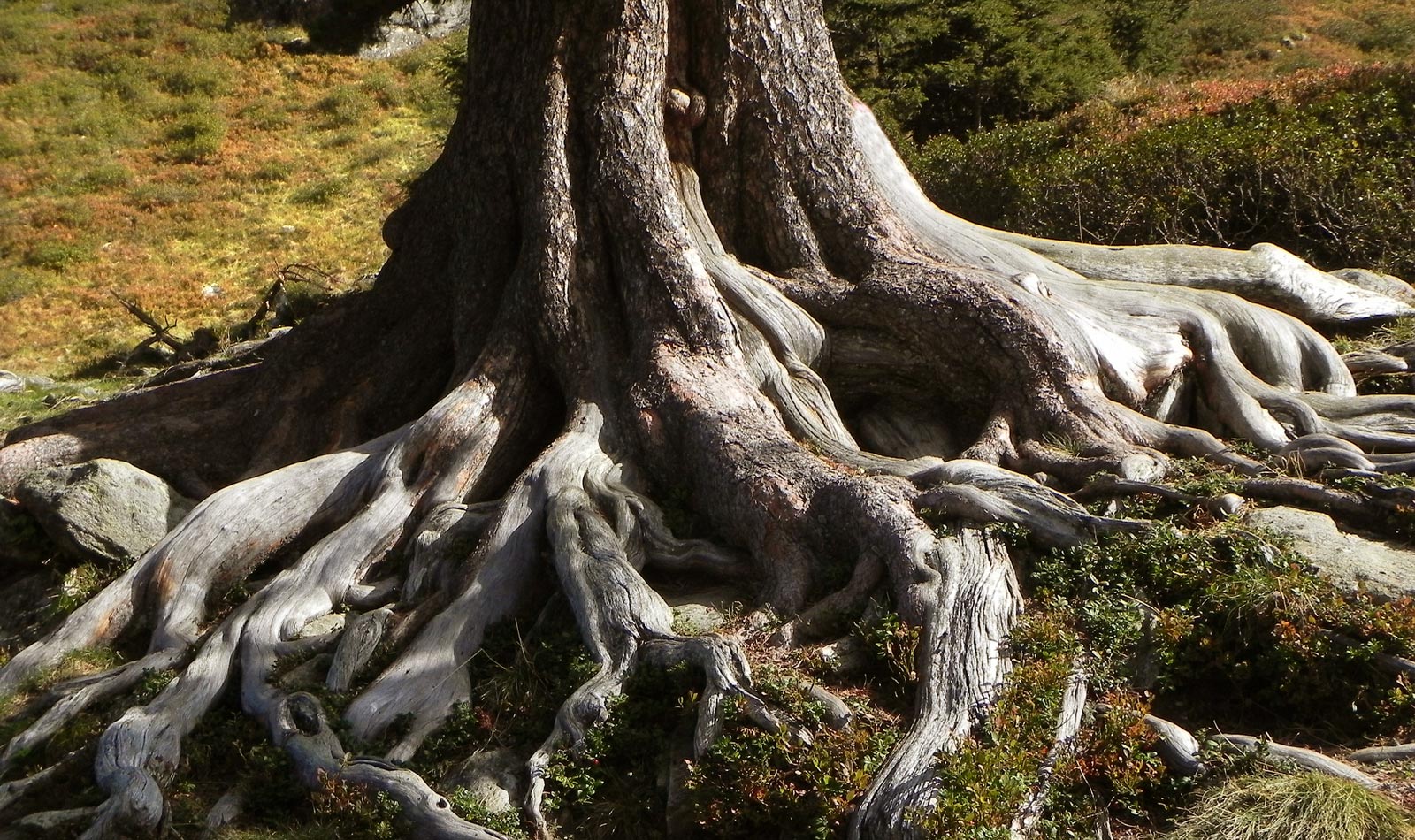 Meine Lebensgeschichte – eine Zahngeschichte - Eva Geiger Homöopathie