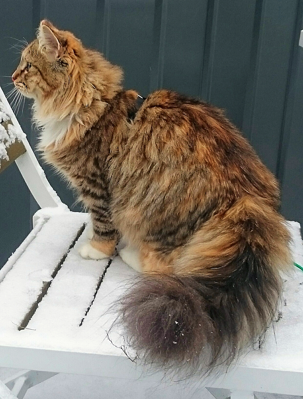 Siberische kat - De website van catteryfelidos!