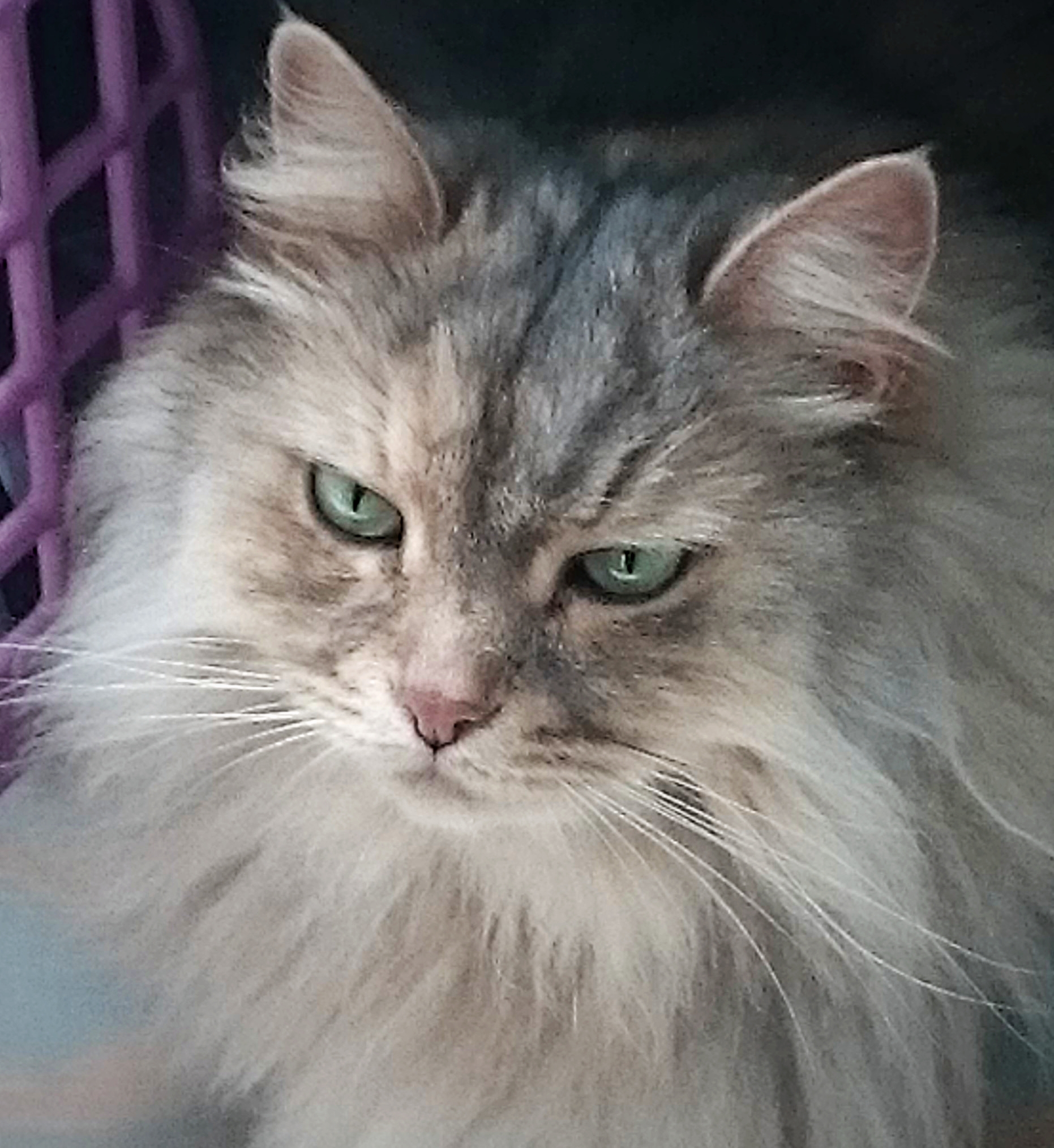 Siberische kat - De website van catteryfelidos!