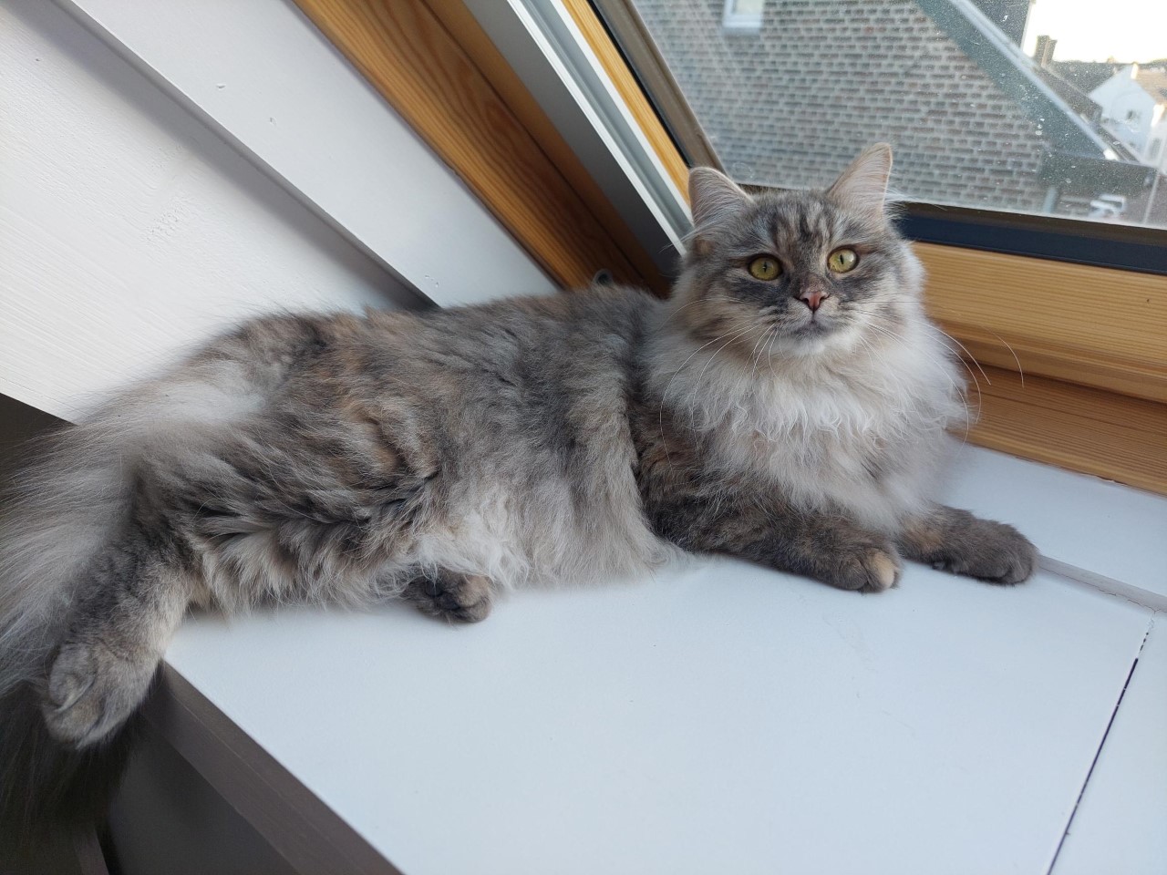 Onze poezen - De website van catteryfelidos!