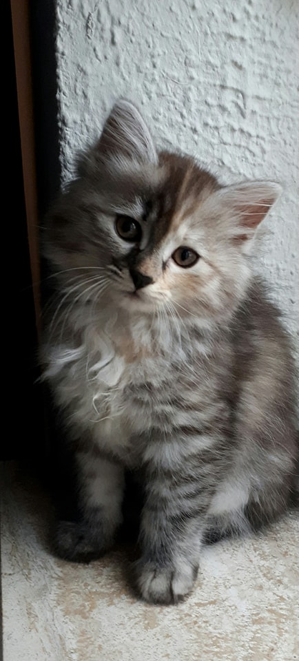 Siberische kat - De website van catteryfelidos!