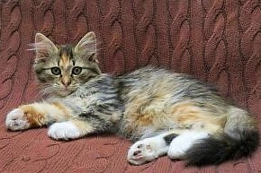 Wie zijn wij? - De website van catteryfelidos!