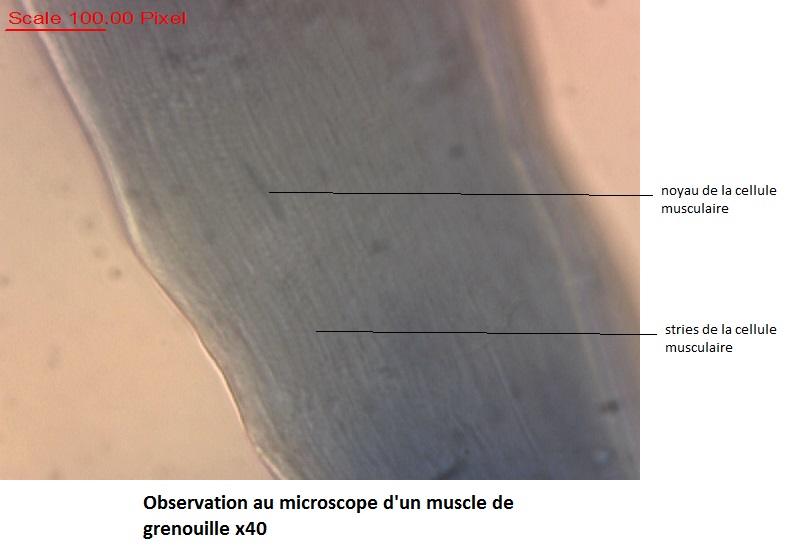 ACTIVITÉ 4 : PRESERVER SA SANTE LORS DE LA PRATIQUE SPORTIVE - Site des ...