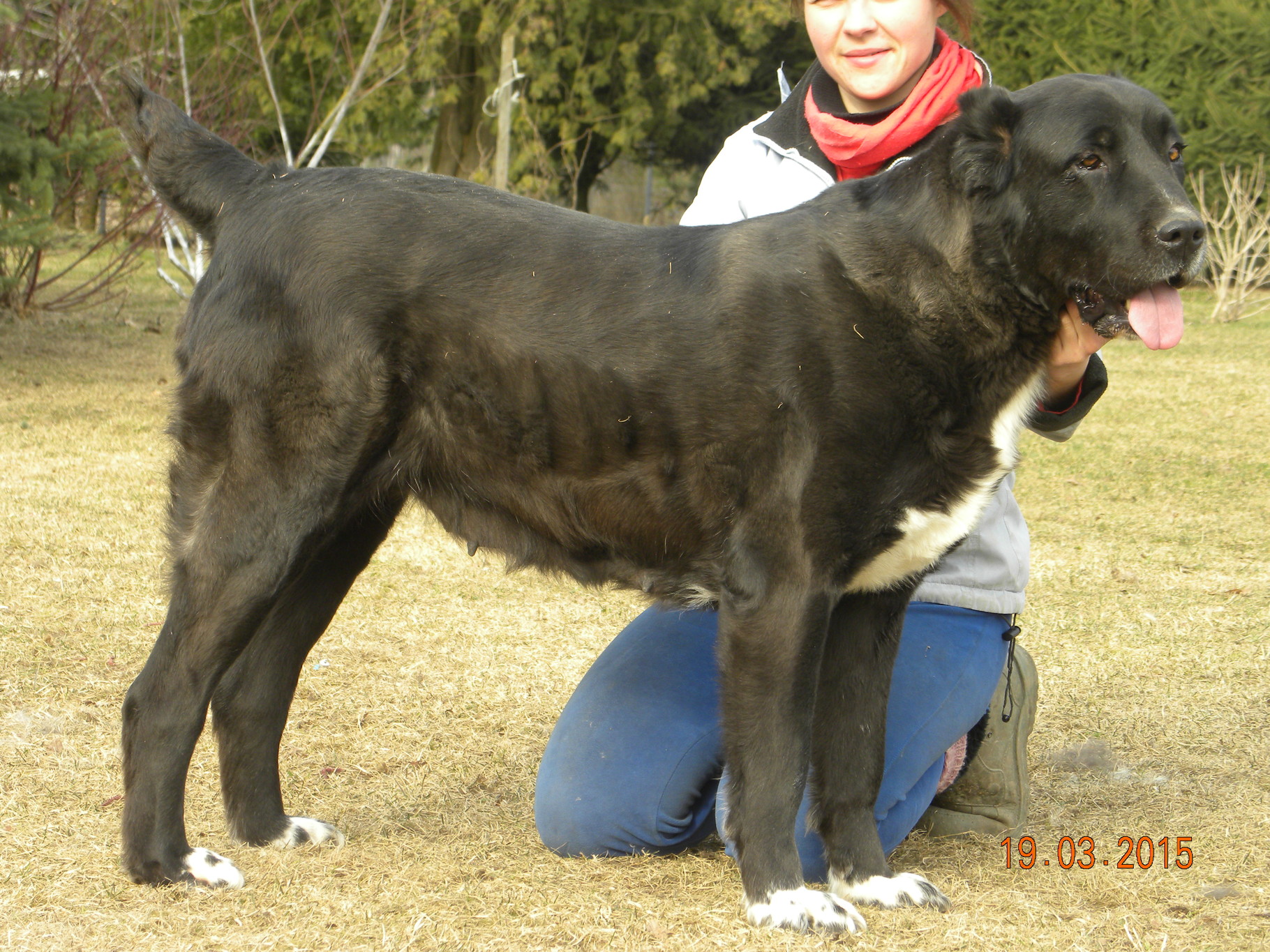 Nurana Fatiha Gruodas - Website of alabai-gruodas!