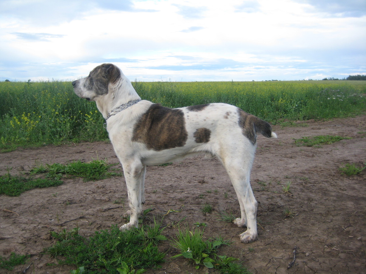 S - Website of alabai-gruodas!