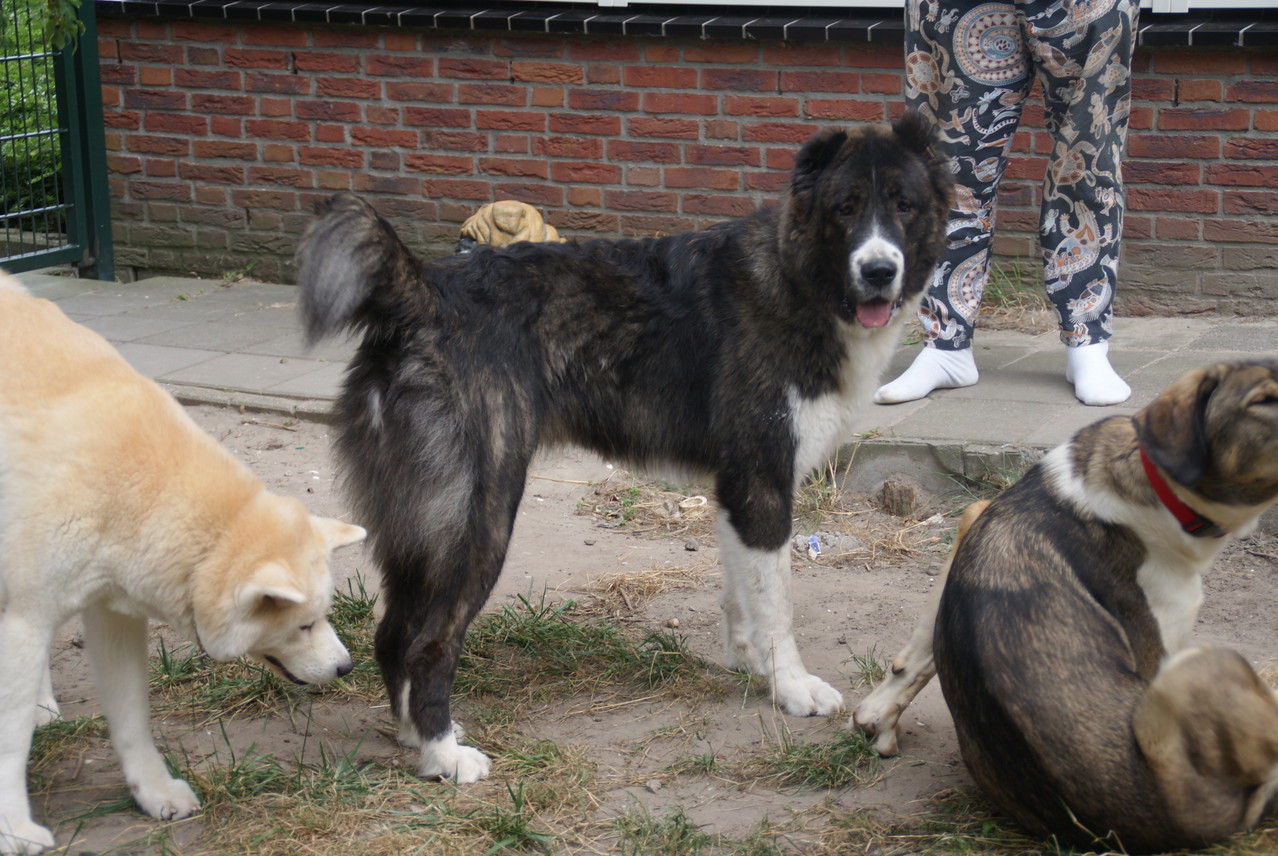 O - Website of alabai-gruodas!