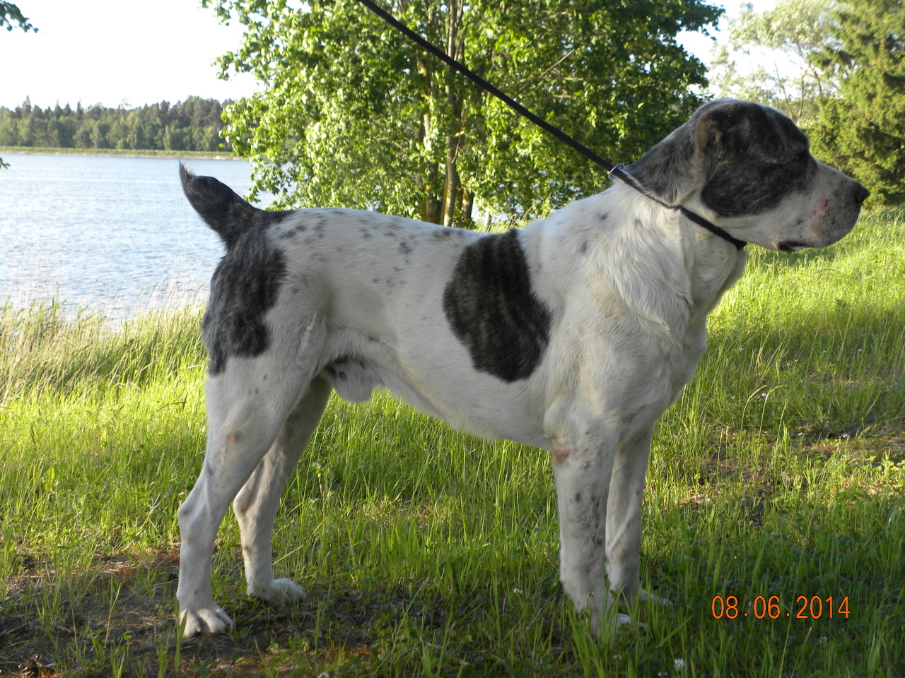 SYRLON Gruodas - Website of alabai-gruodas!