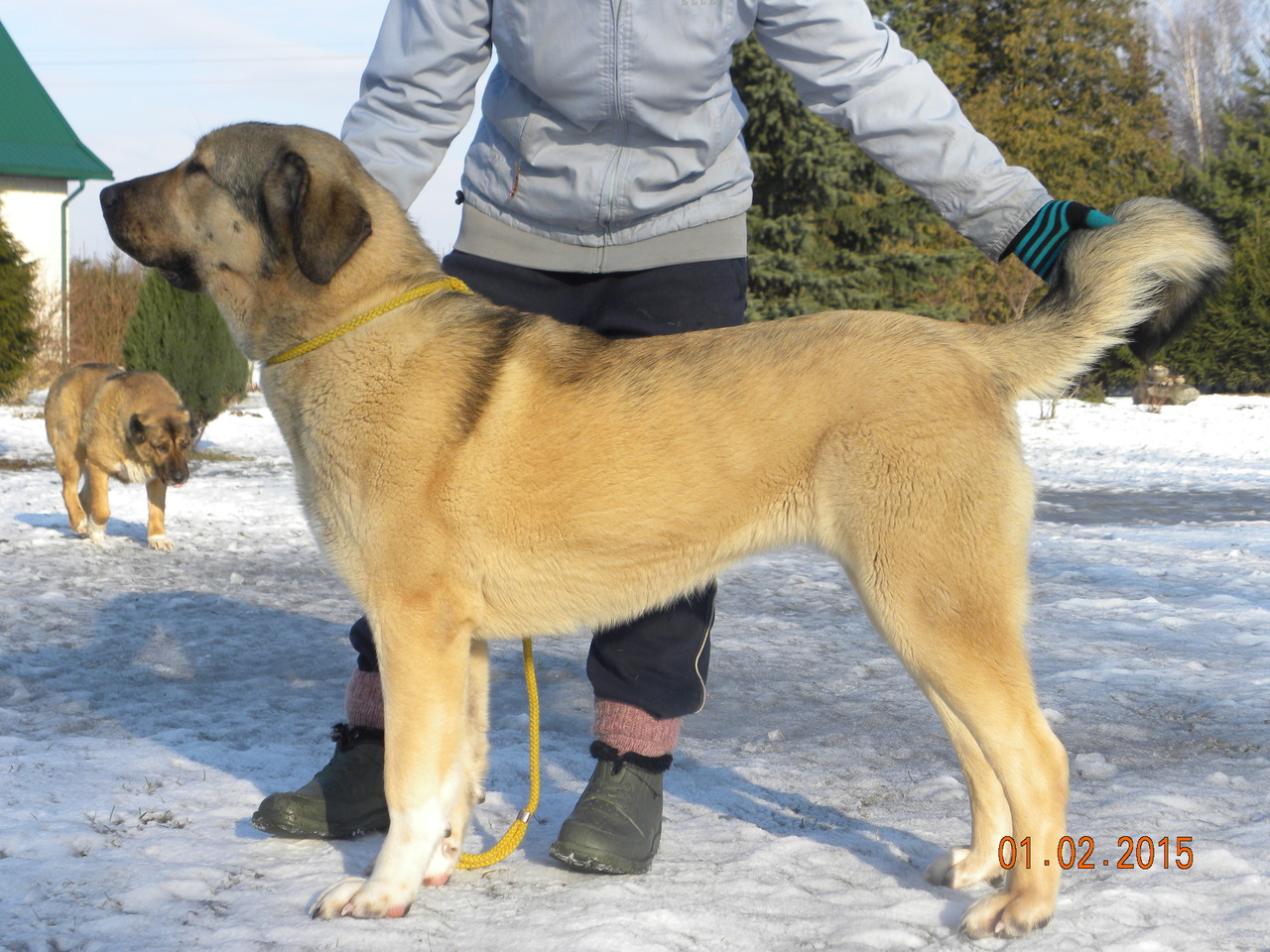 B - Website of alabai-gruodas!