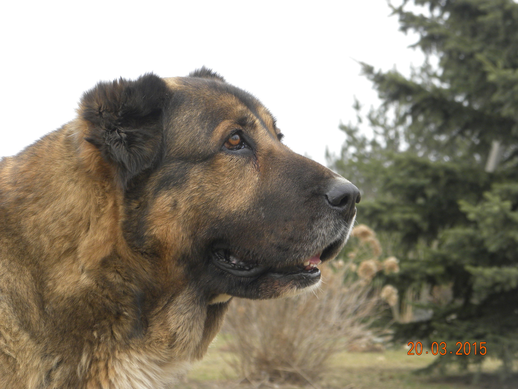 Gurta Mal Auksinis Fazanas - Website of alabai-gruodas!