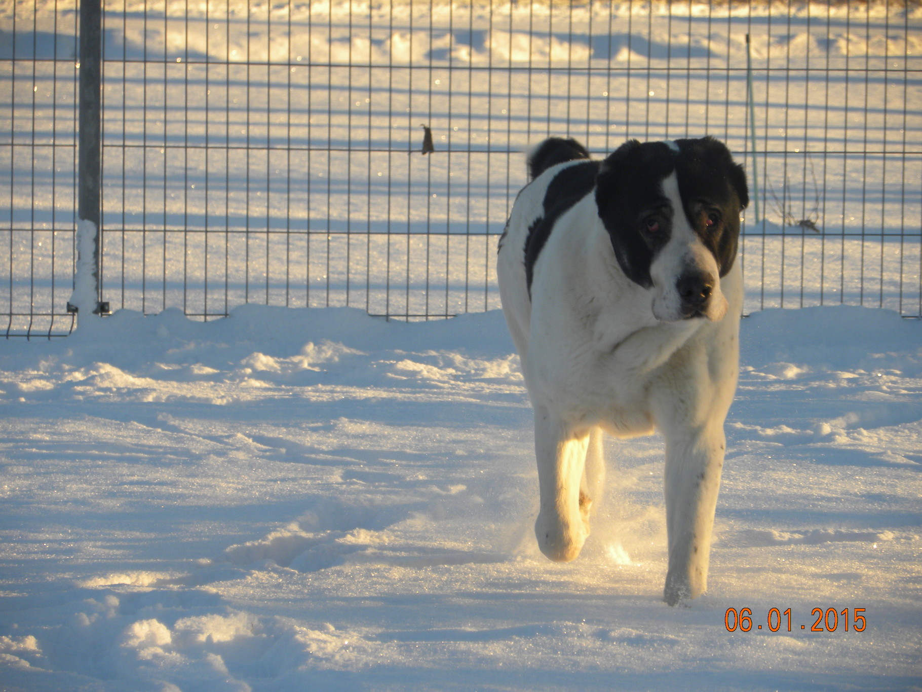 Pasiekimai/titles - Website of alabai-gruodas!