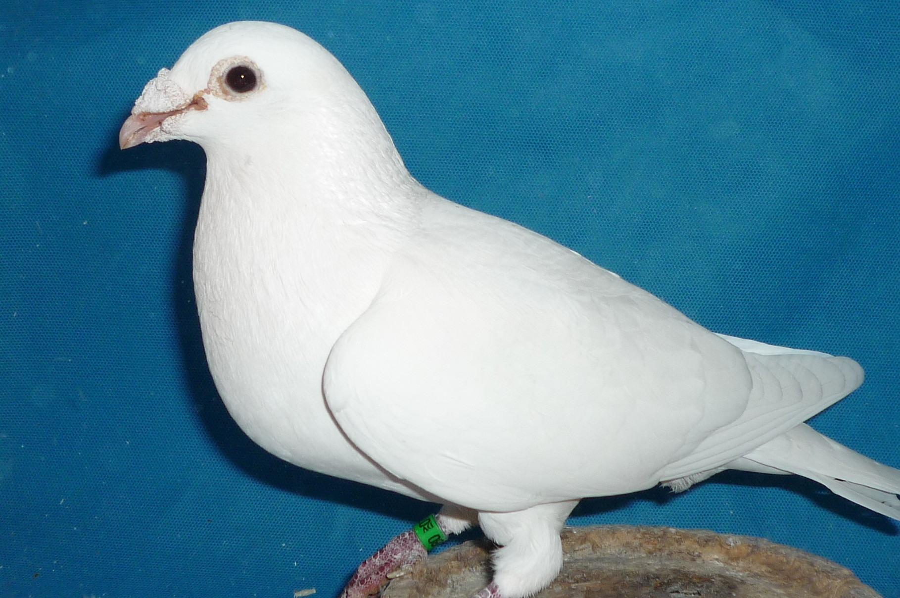 Zuchttauben - witte-duivens Jimdo-Page!