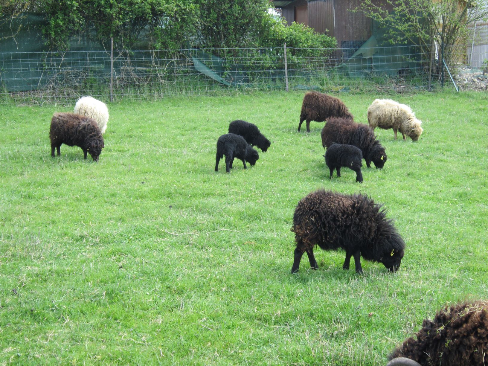 Mouton D Ouessant Vendre