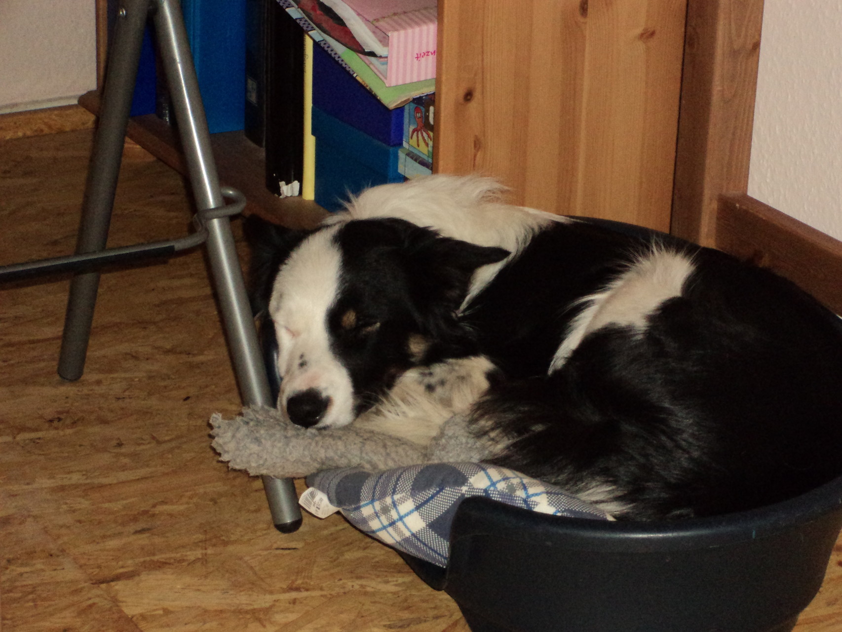 Meine Hunde - working-sheepdogs.de