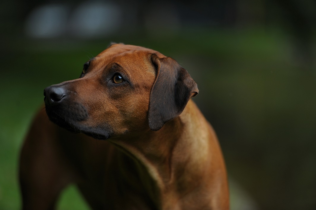 MATAKIMA JOIN ME TO ITALY VITO - Nemoyo Wangu Rhodesian Ridgebacks