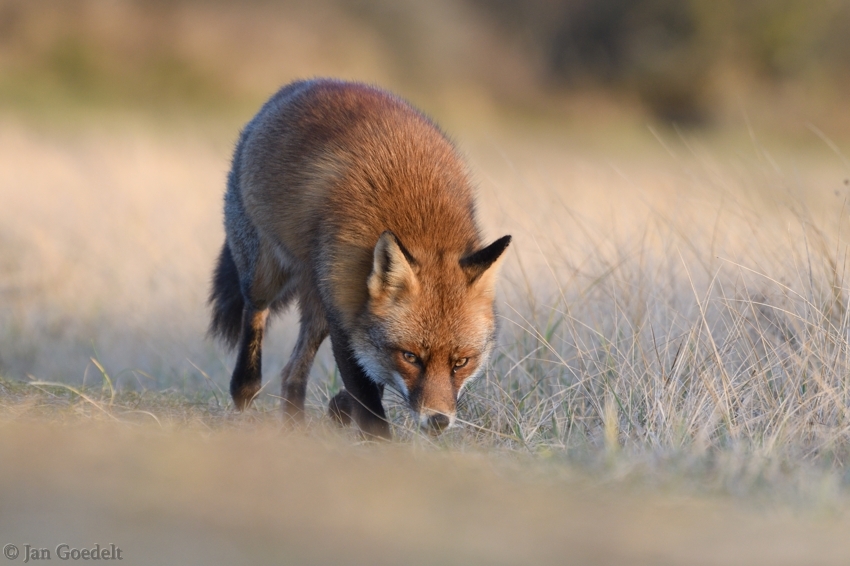 Säugetierfotos von Jan Goedelt - naturfotos auf natur-linse.de