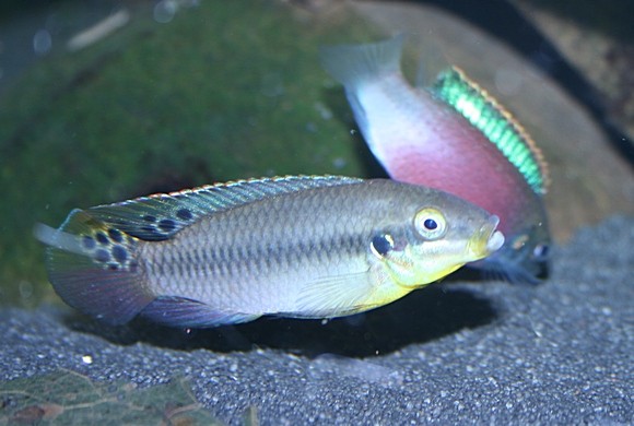 Enigmatochromis lucanusi - Pelvicachromis, Enigmatochromis und weitere ...