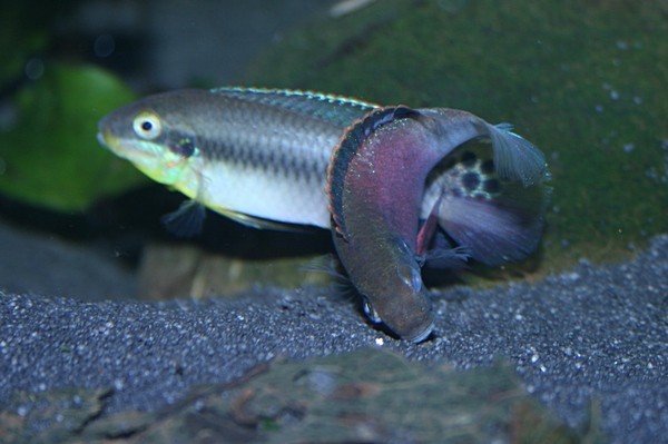 Enigmatochromis lucanusi - Pelvicachromis, Enigmatochromis und weitere ...