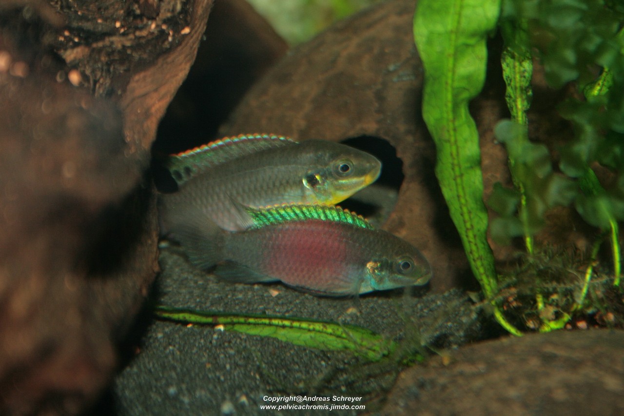 Enigmatochromis lucanusi - Pelvicachromis, Enigmatochromis und weitere ...