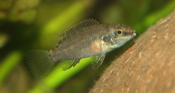 Enigmatochromis lucanusi - Pelvicachromis, Enigmatochromis und weitere ...