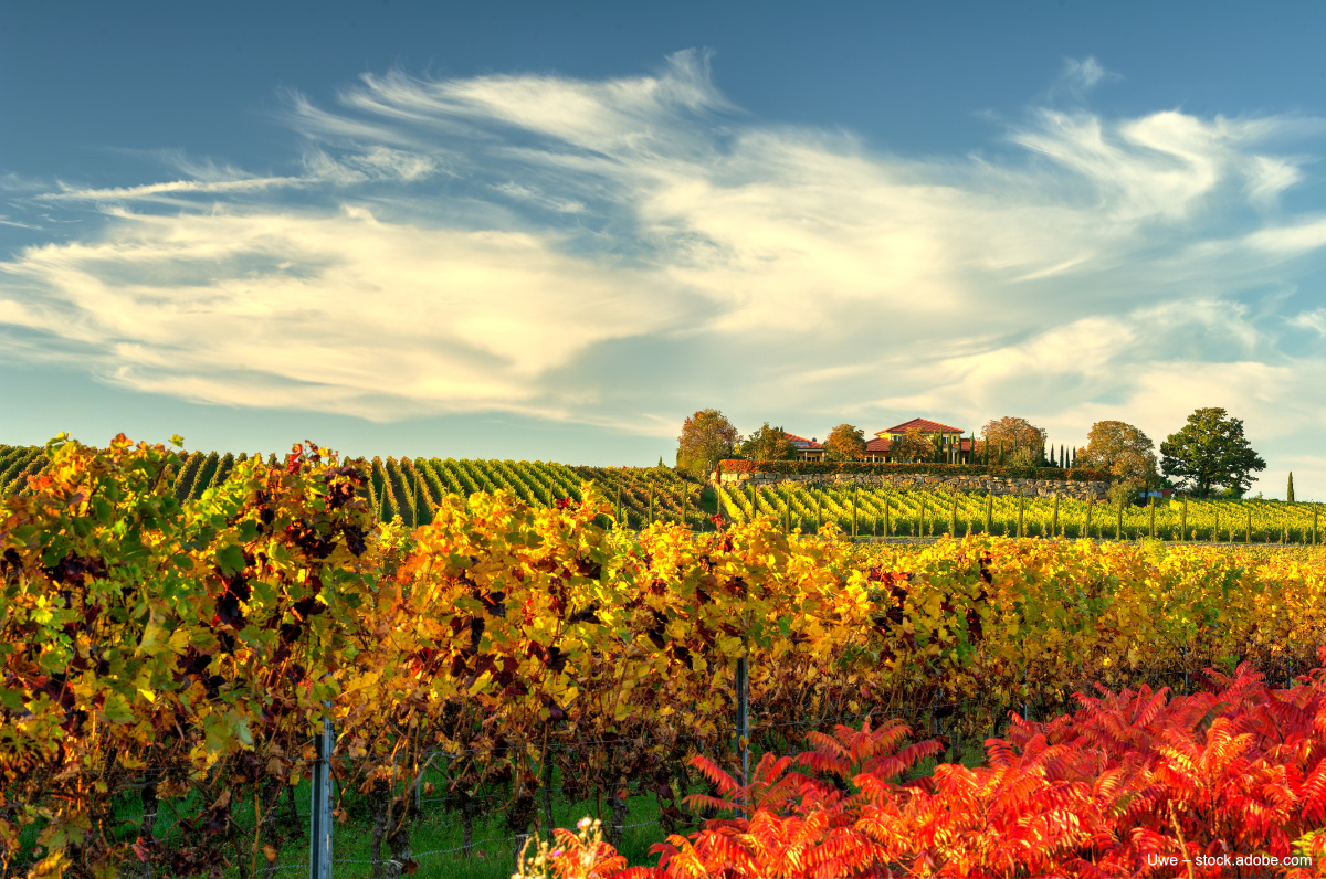 Freinsheim - Pfalz Weinfeste