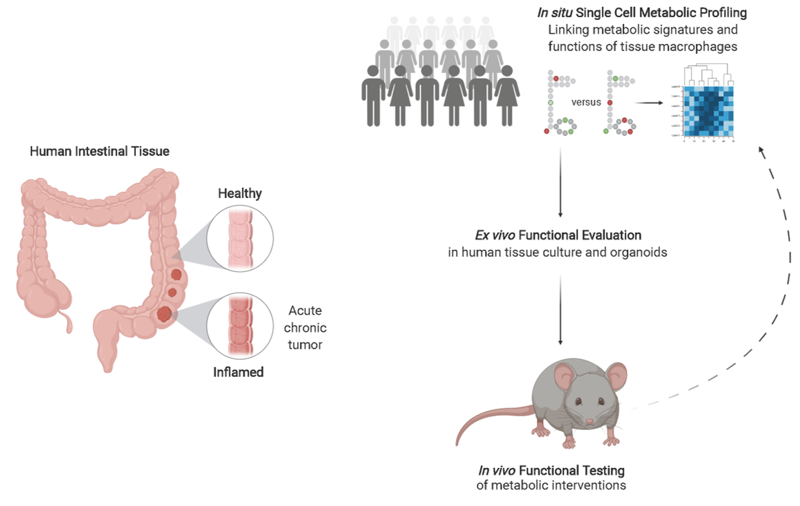 Metabolic heterogeneity of human macrophages in intestinal tissues ...