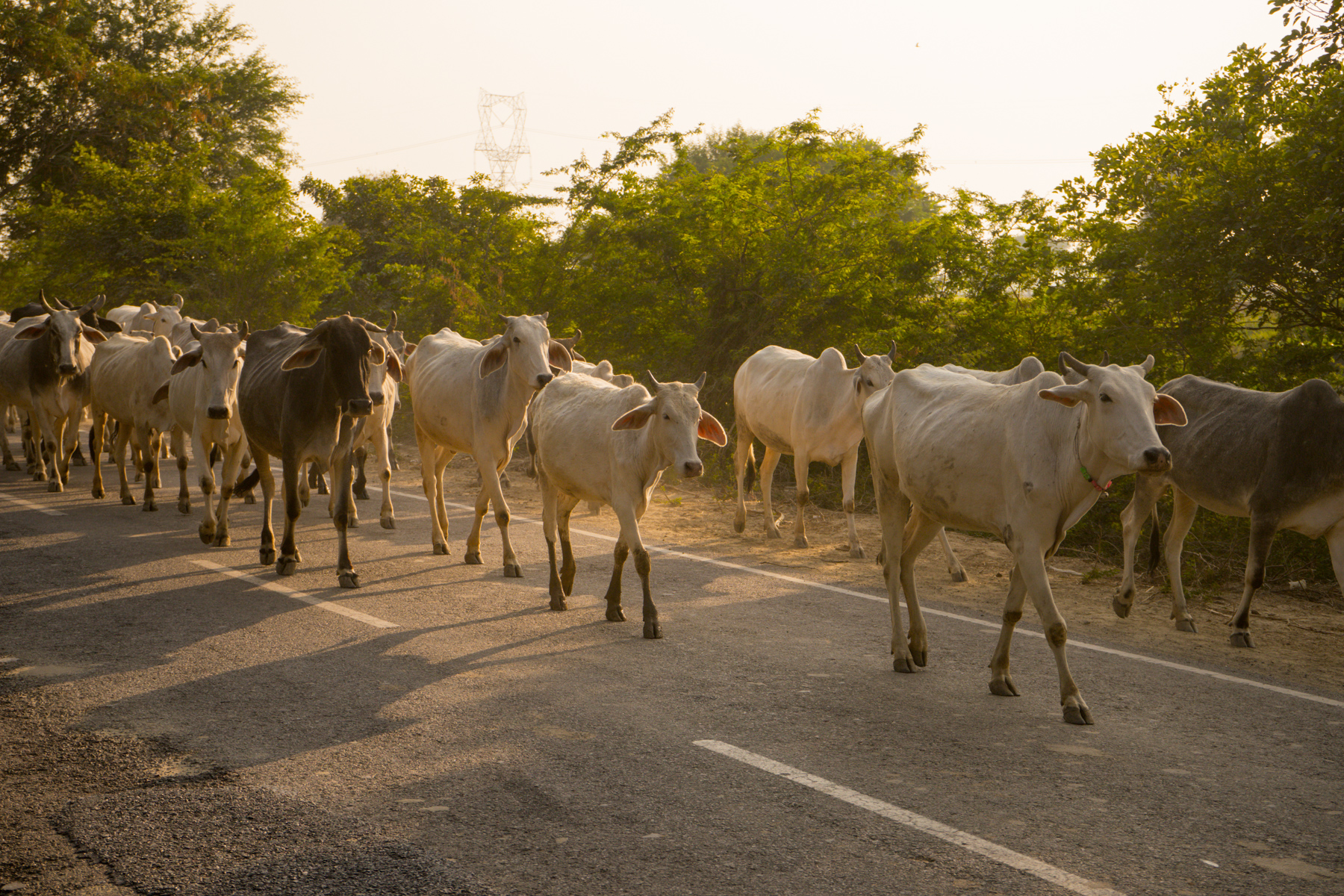 Goshala - Goloka-Dhama