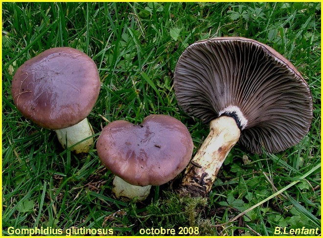 Gomphidiaceae. - Site Jimdo de nature-et-espace!