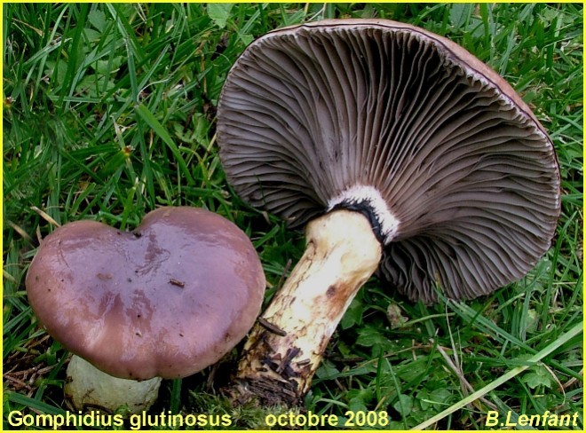 Gomphidiaceae. - Site Jimdo de nature-et-espace!