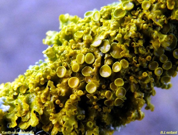 Les Lichens - Site Jimdo de nature-et-espace!